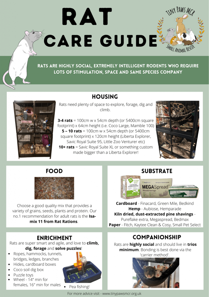 Care Summary Guides - Tiny Paws MCR