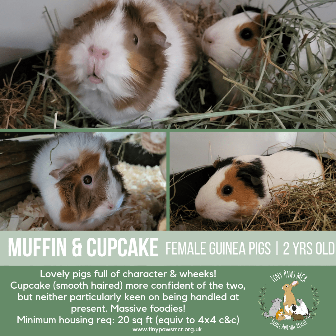 Guinea Pigs for Adoption | Tiny Paws MCR